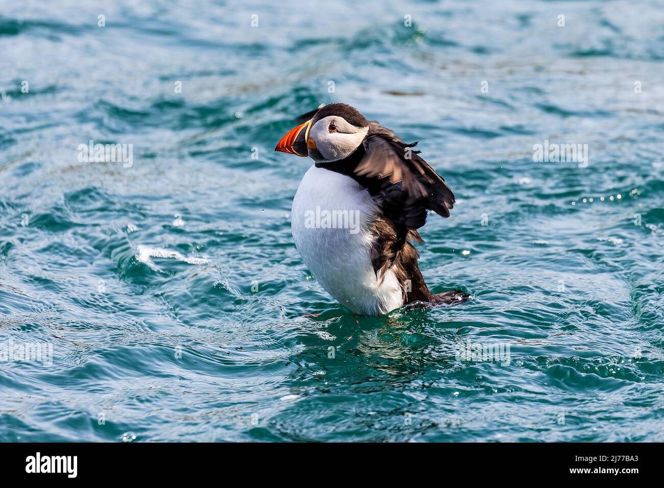 Colorful Atlantic Puffin swimming along the surface of the Atlantic ...