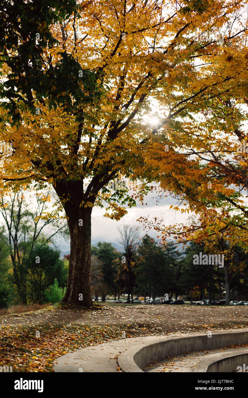 Fall day with sun shining through yellow tree with leaves on the Stock ...
