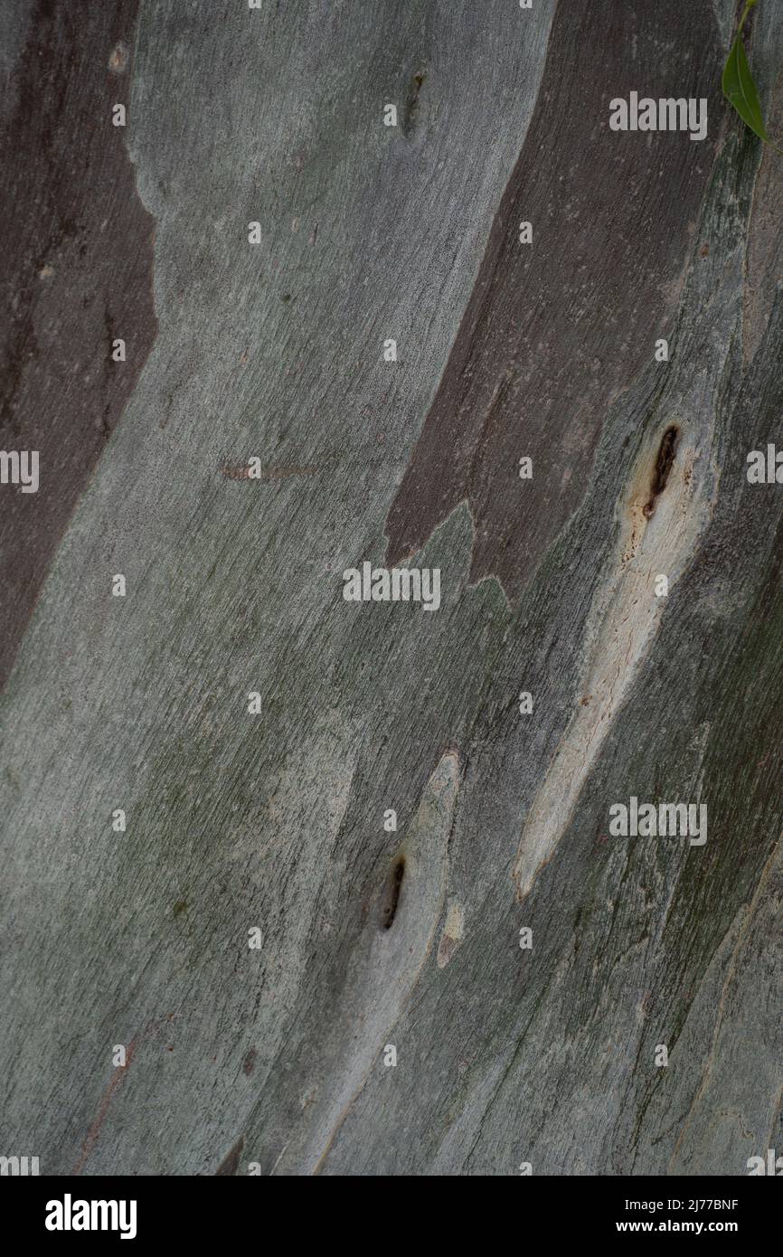 Tree texture after skin peeled off Stock Photo - Alamy