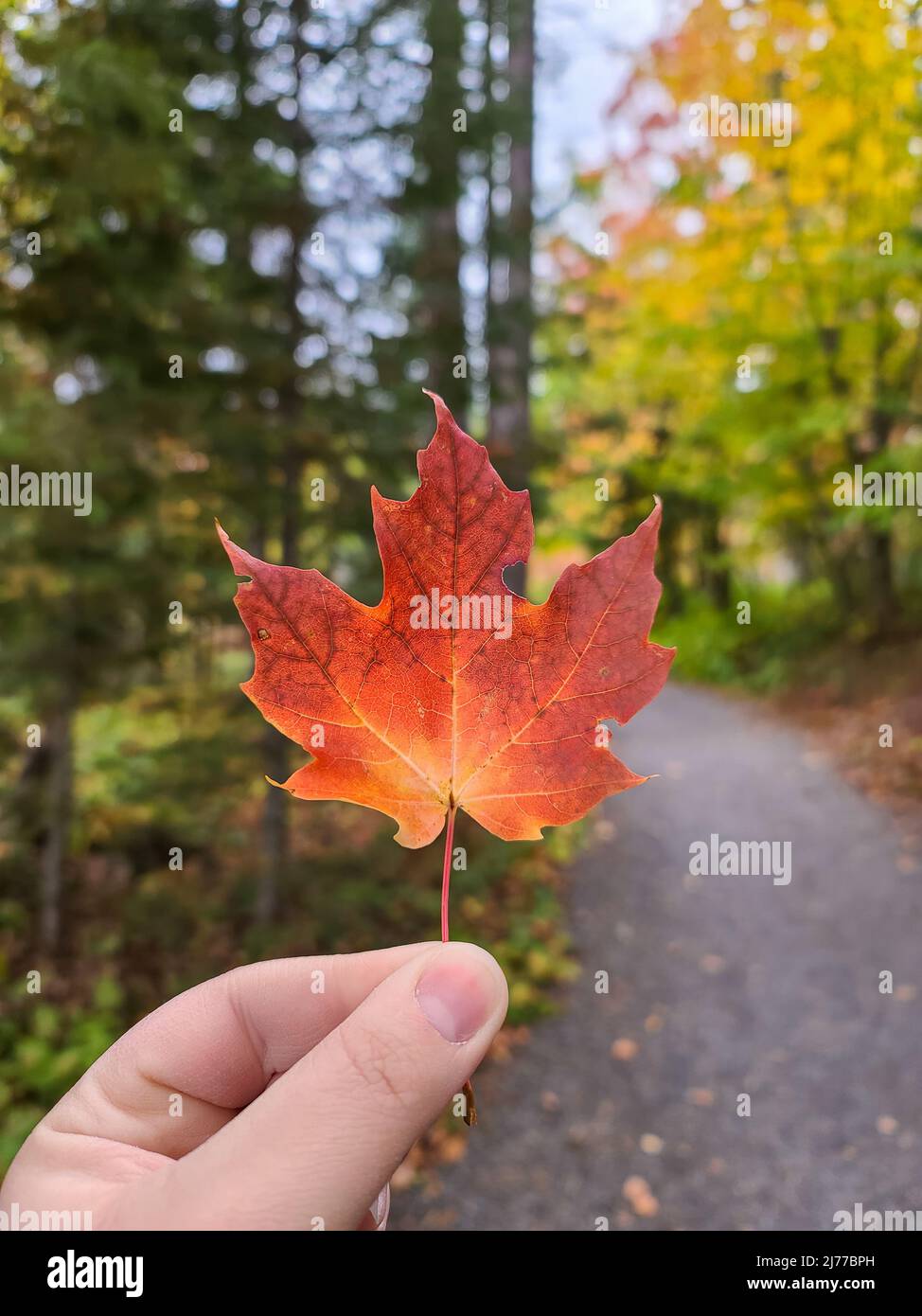 Single maple leaf being held by caucasian female on walking trail Stock ...