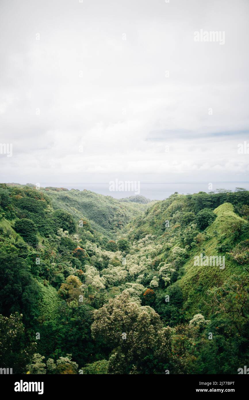 Hawaii jungle landscape with pacific ocean in the background and Stock ...