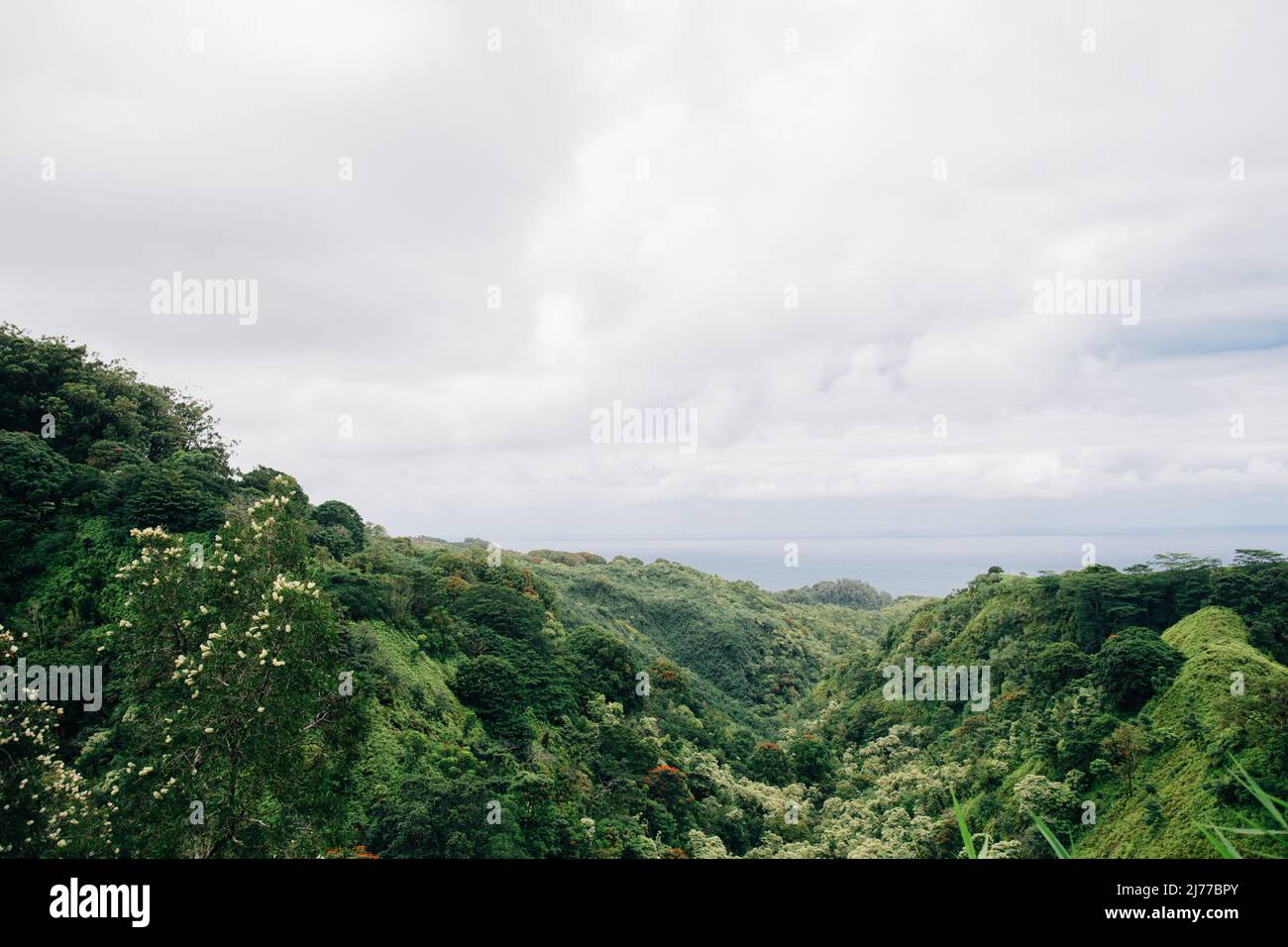 Hawaii jungle landscape with pacific ocean in the background and Stock ...