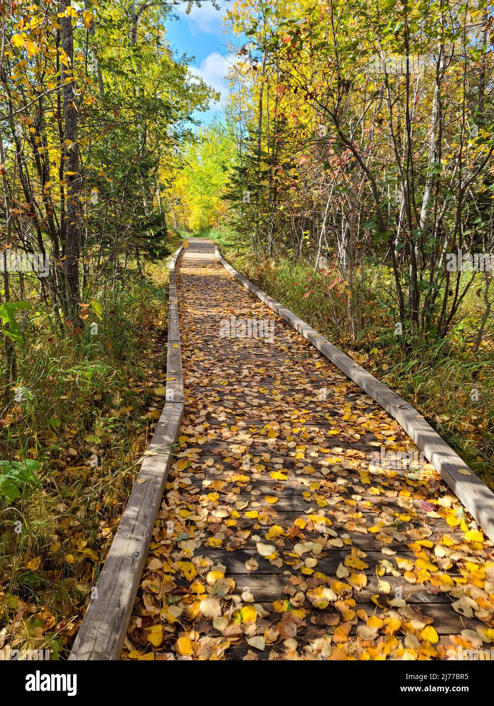 Walking Path through fall colors Stock Photo - Alamy