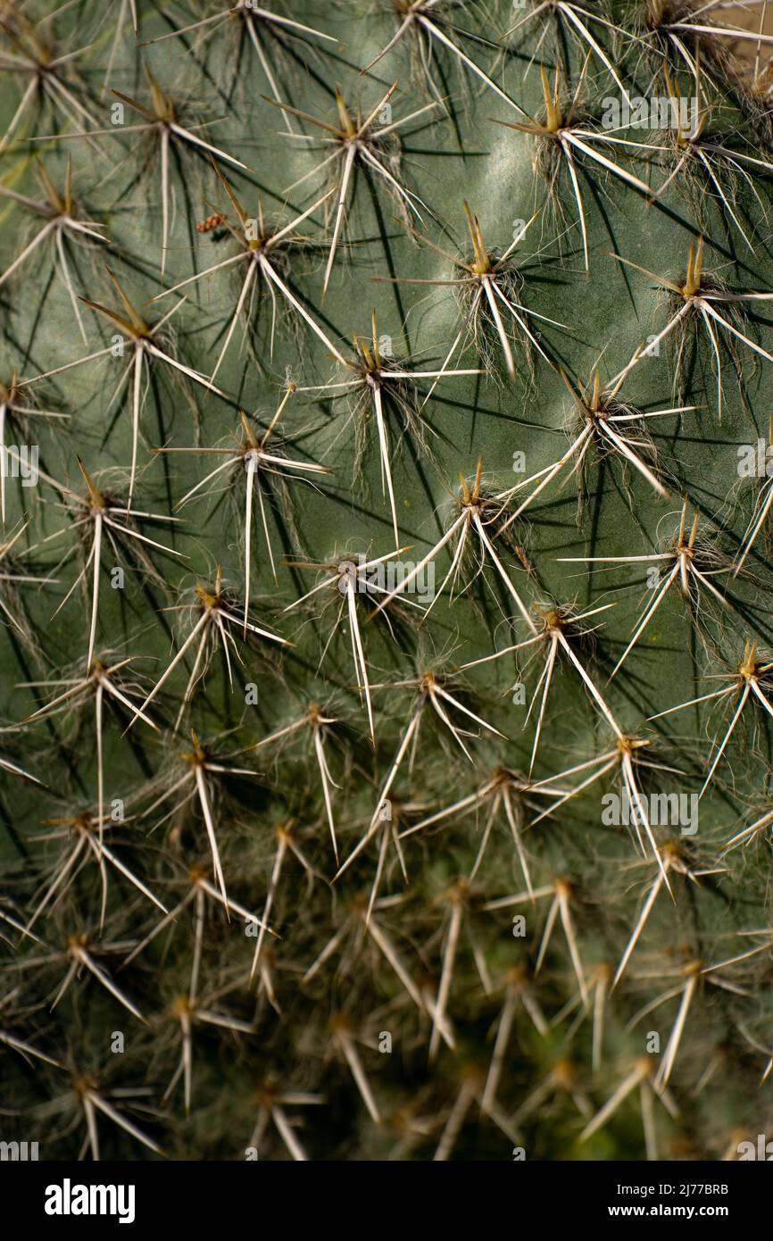 Green Cactus plant with spines and spike Stock Photo - Alamy