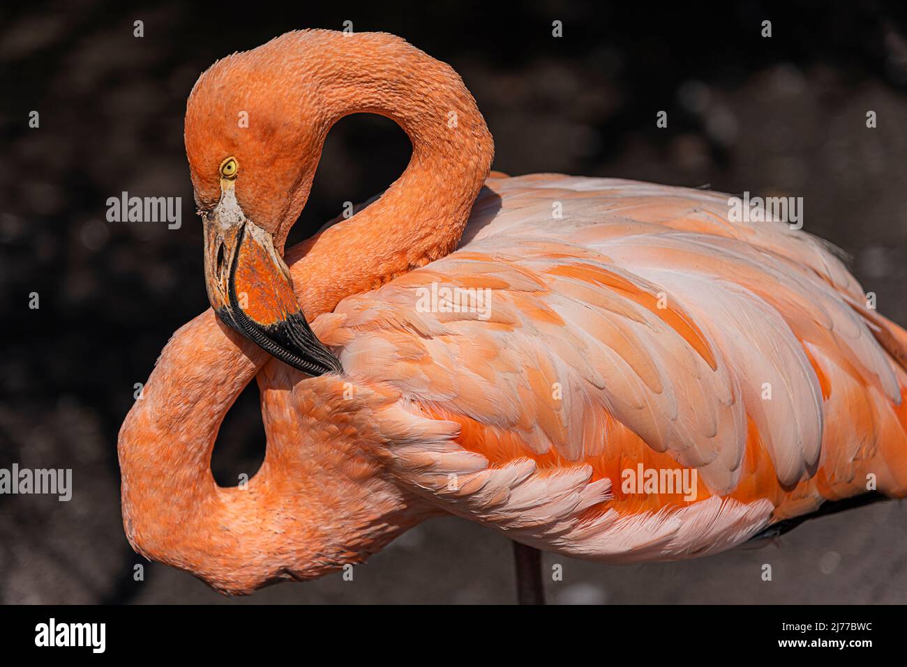 Flamingo wildlife hi-res stock photography and images - Alamy