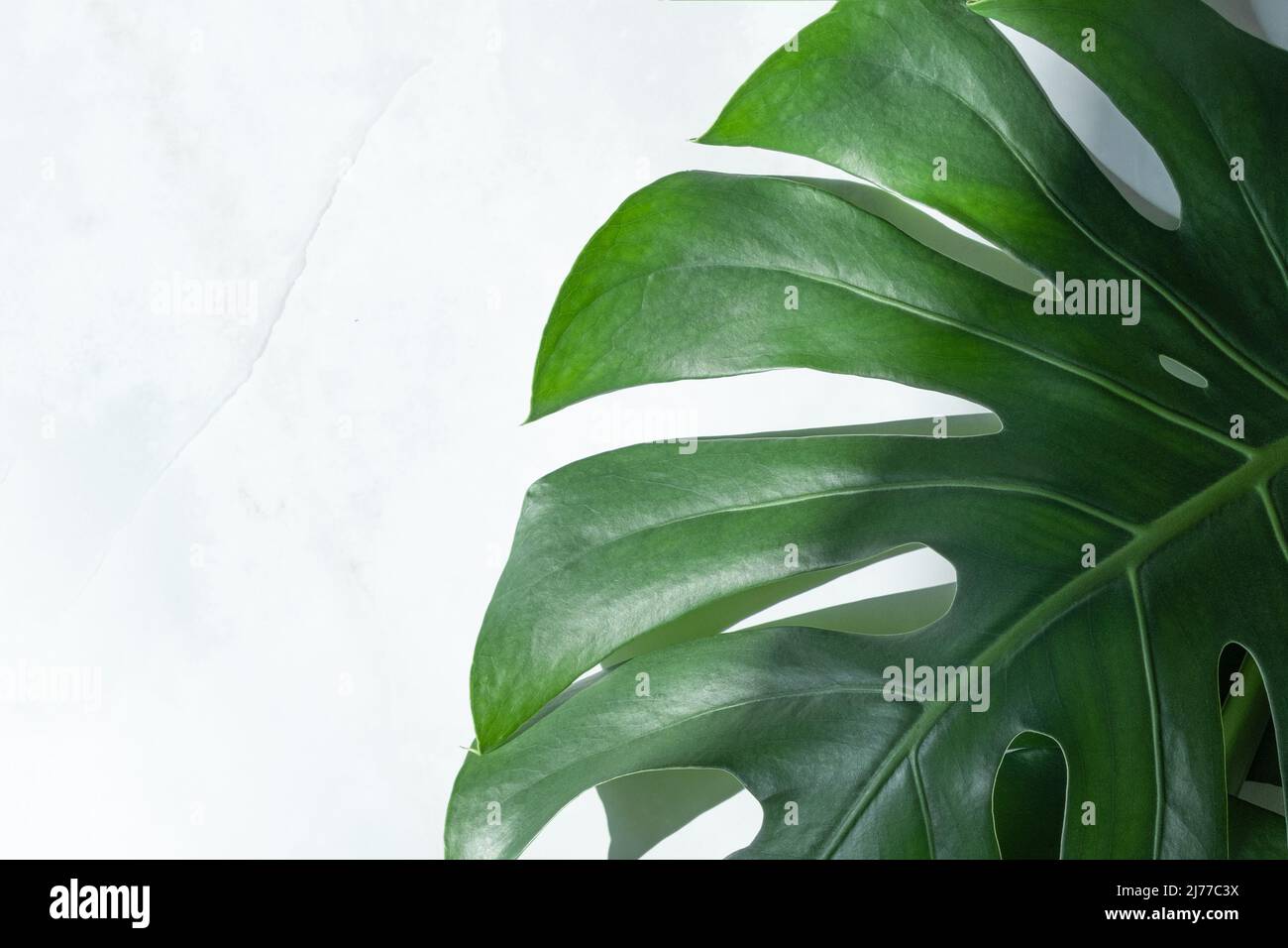 Monstera plant on a grey marble background. concept of minimalism ...