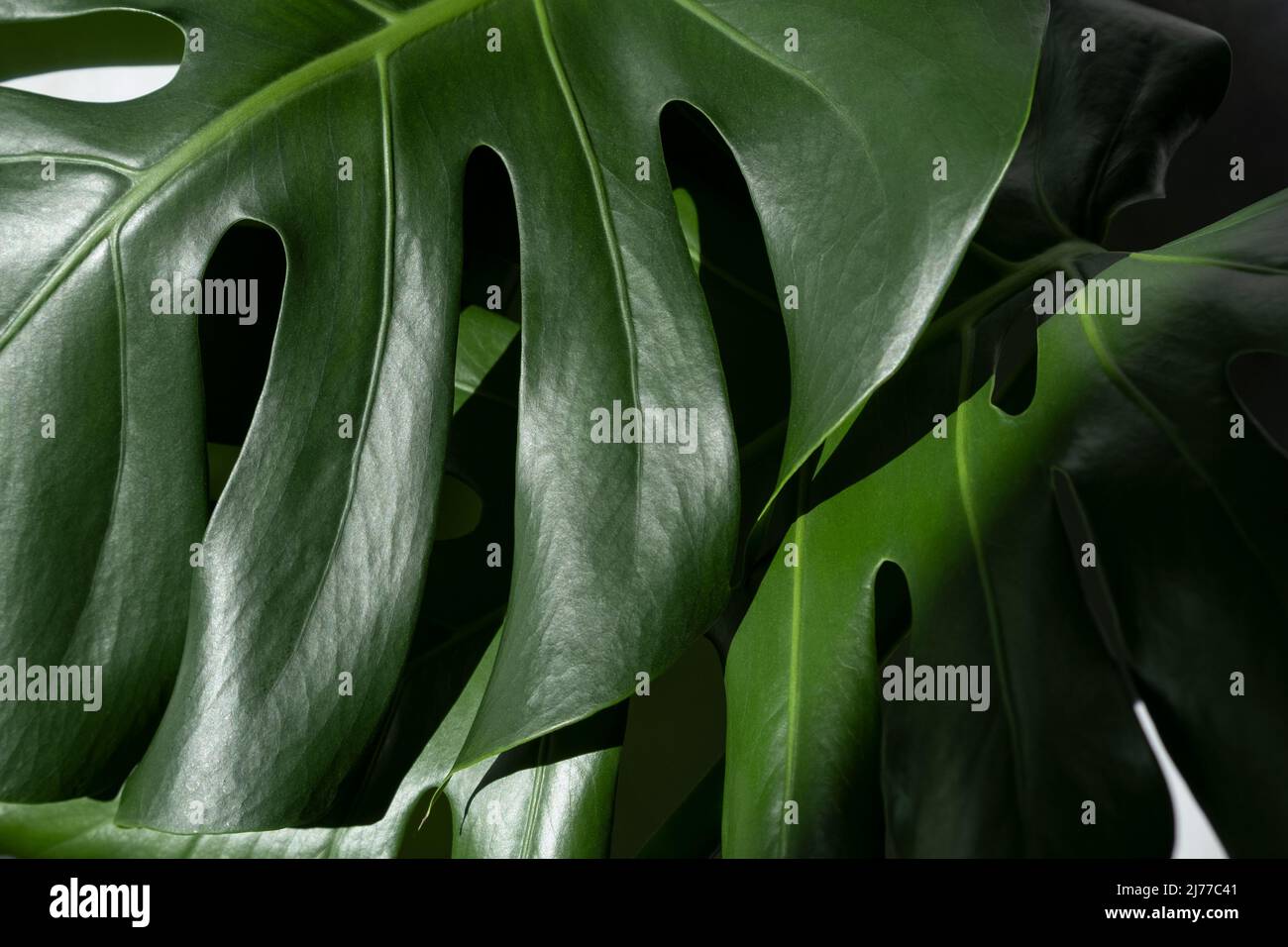 Monstera plant on a grey marble background. concept of minimalism ...
