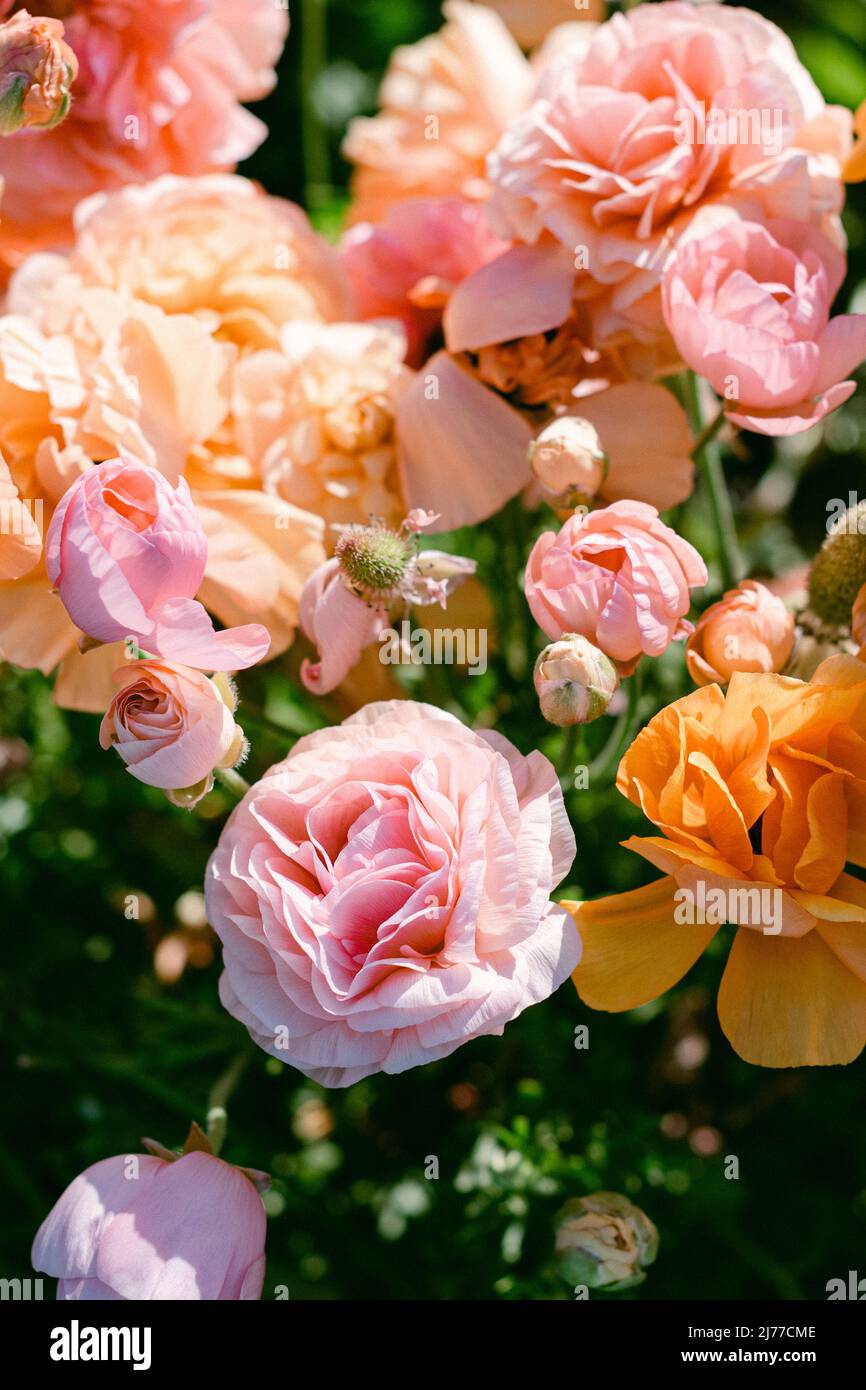 Pink flower fields hi-res stock photography and images - Alamy