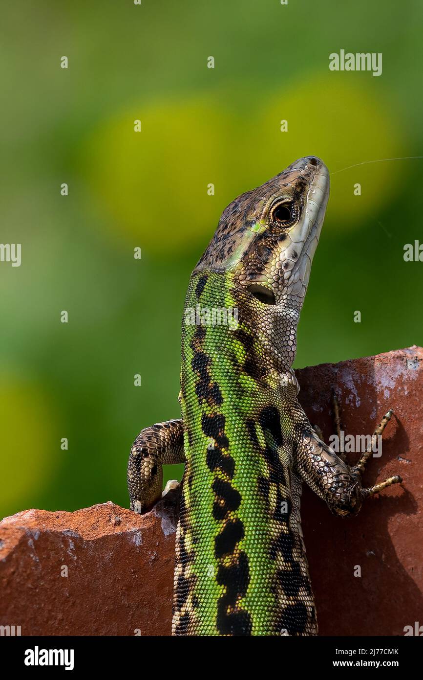 lizard in the sun standing on a stone Stock Photo - Alamy