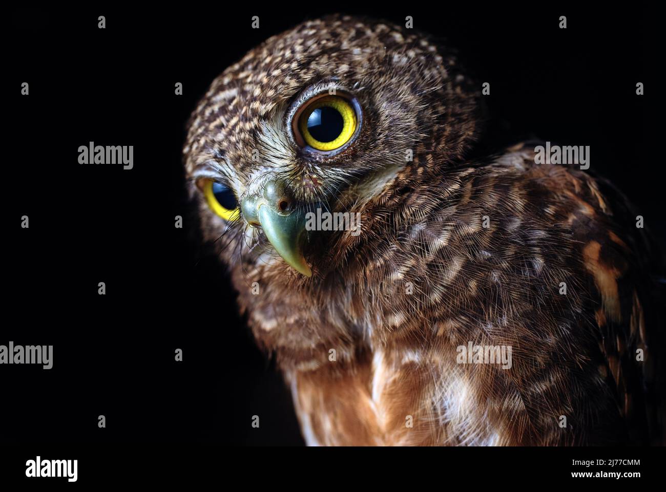 Collared pygmy owl hi-res stock photography and images - Alamy