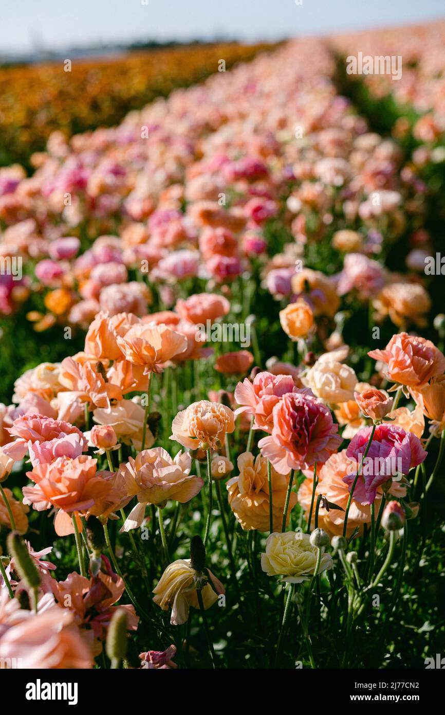 Flower field at carlsbad hi-res stock photography and images - Alamy