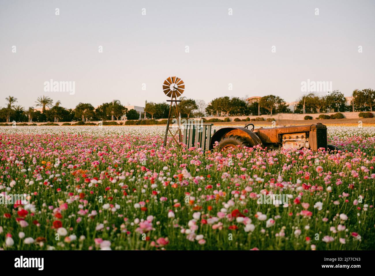 Tractor in colorful flower fields Stock Photo - Alamy