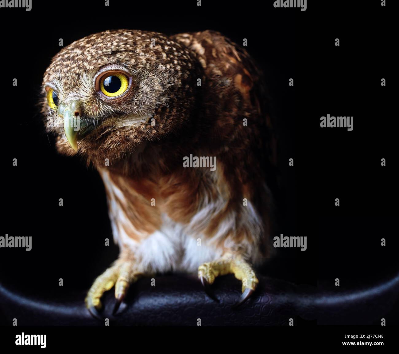 Barred owlet hi-res stock photography and images - Alamy