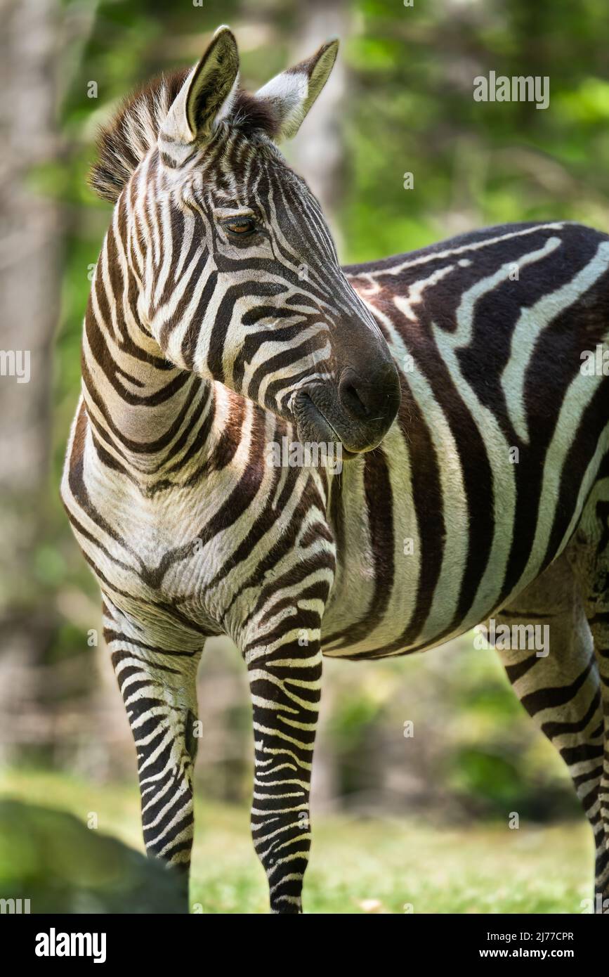 Half Zebra Half Deer