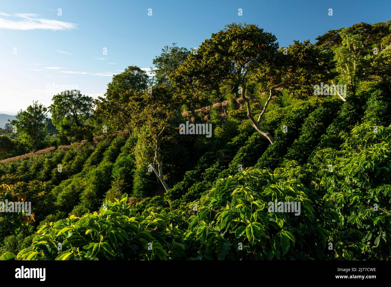 Organic coffee farm in the mountains of Panama, Chiriqui highlands ...