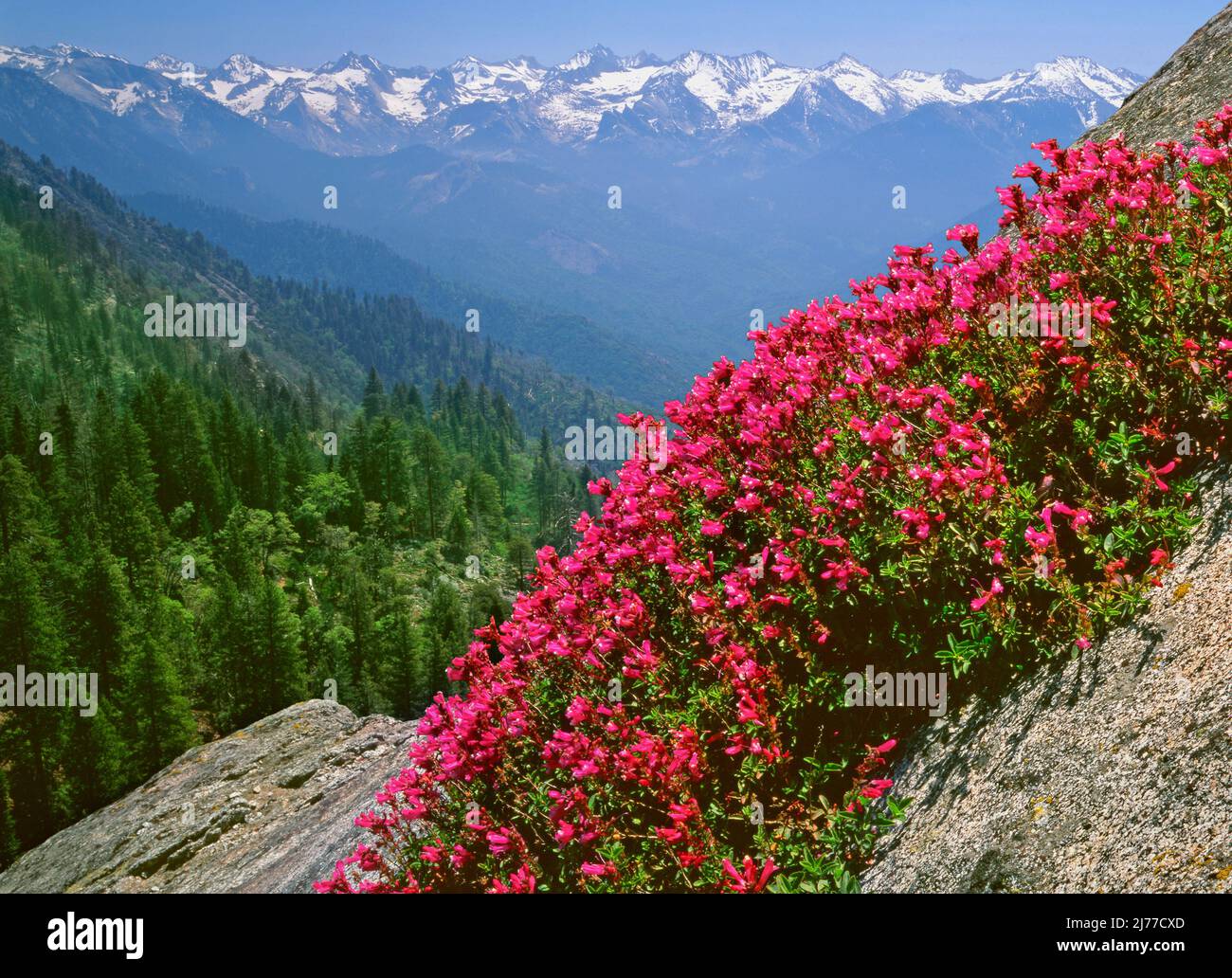Flowering Penstemon on Moro Rock, Kings Canyon -Sequoia National Park ...