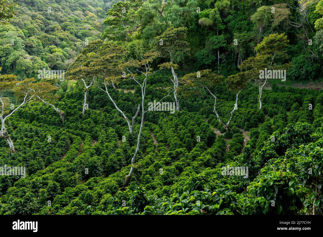 Organic coffee farm in the mountains of Panama, Chiriqui highlands ...