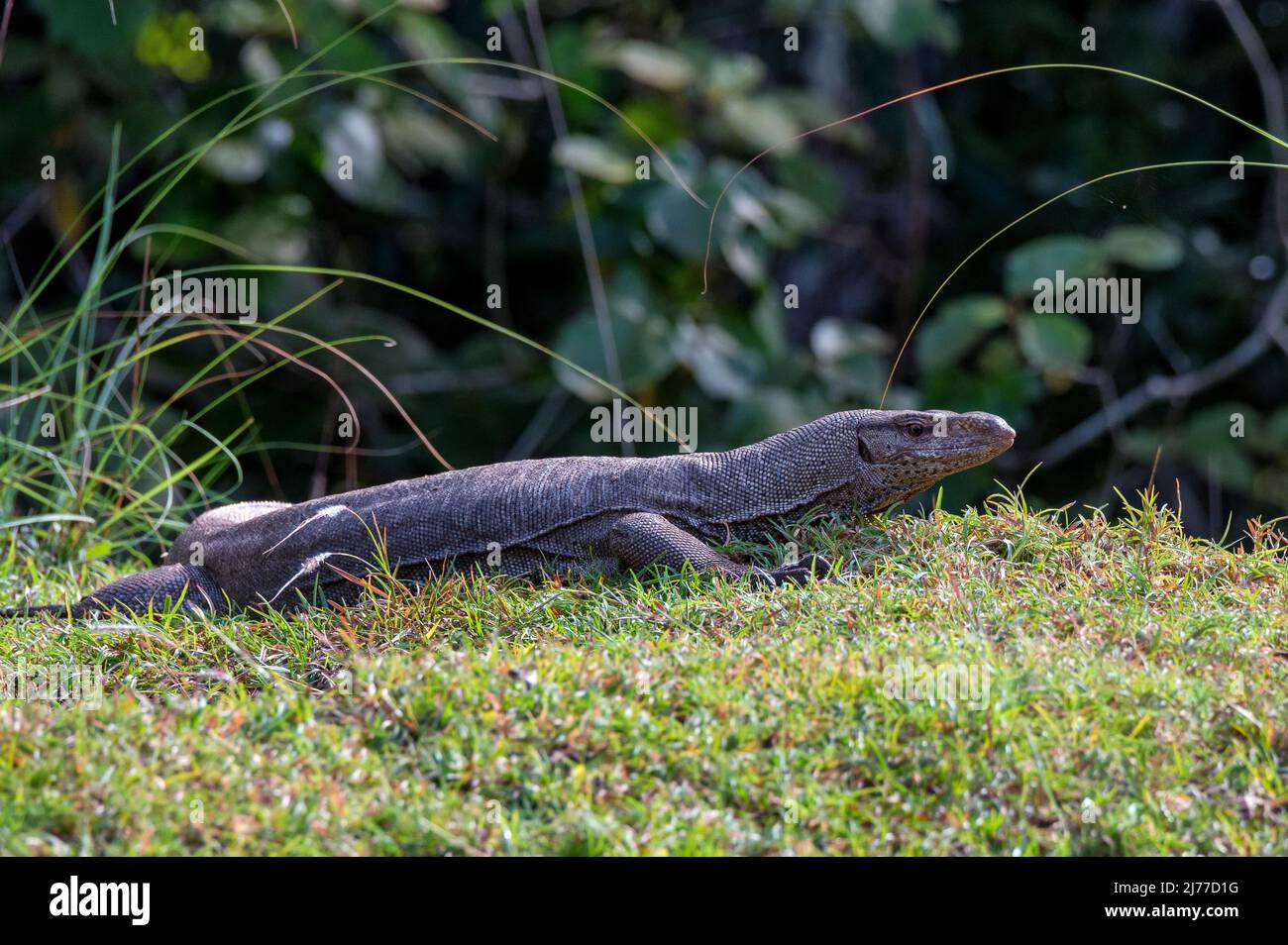 Bengal monitor or Varanus bengalensis or common Indian monitor on ...