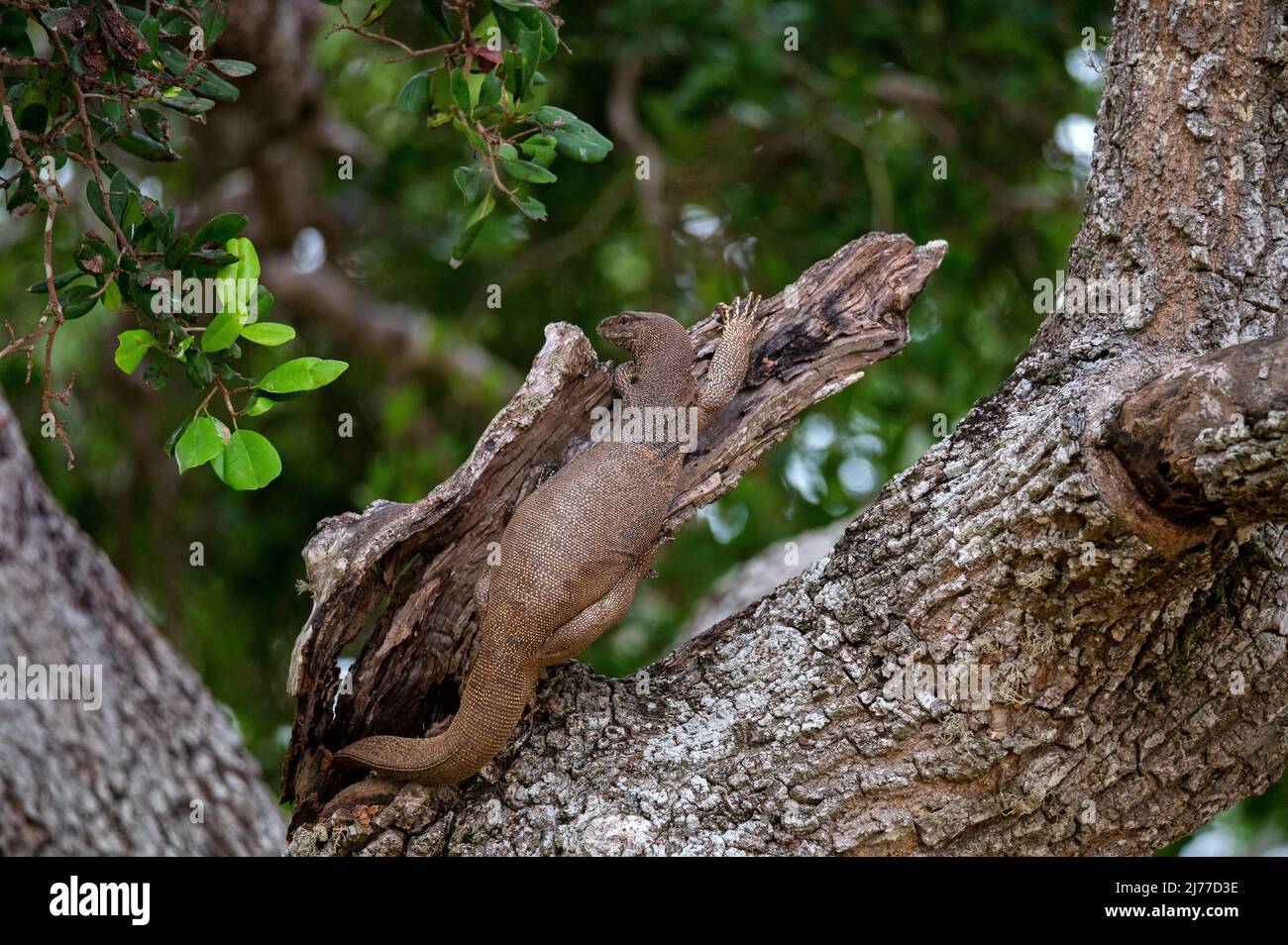 Asian water monitor tree hi-res stock photography and images - Alamy