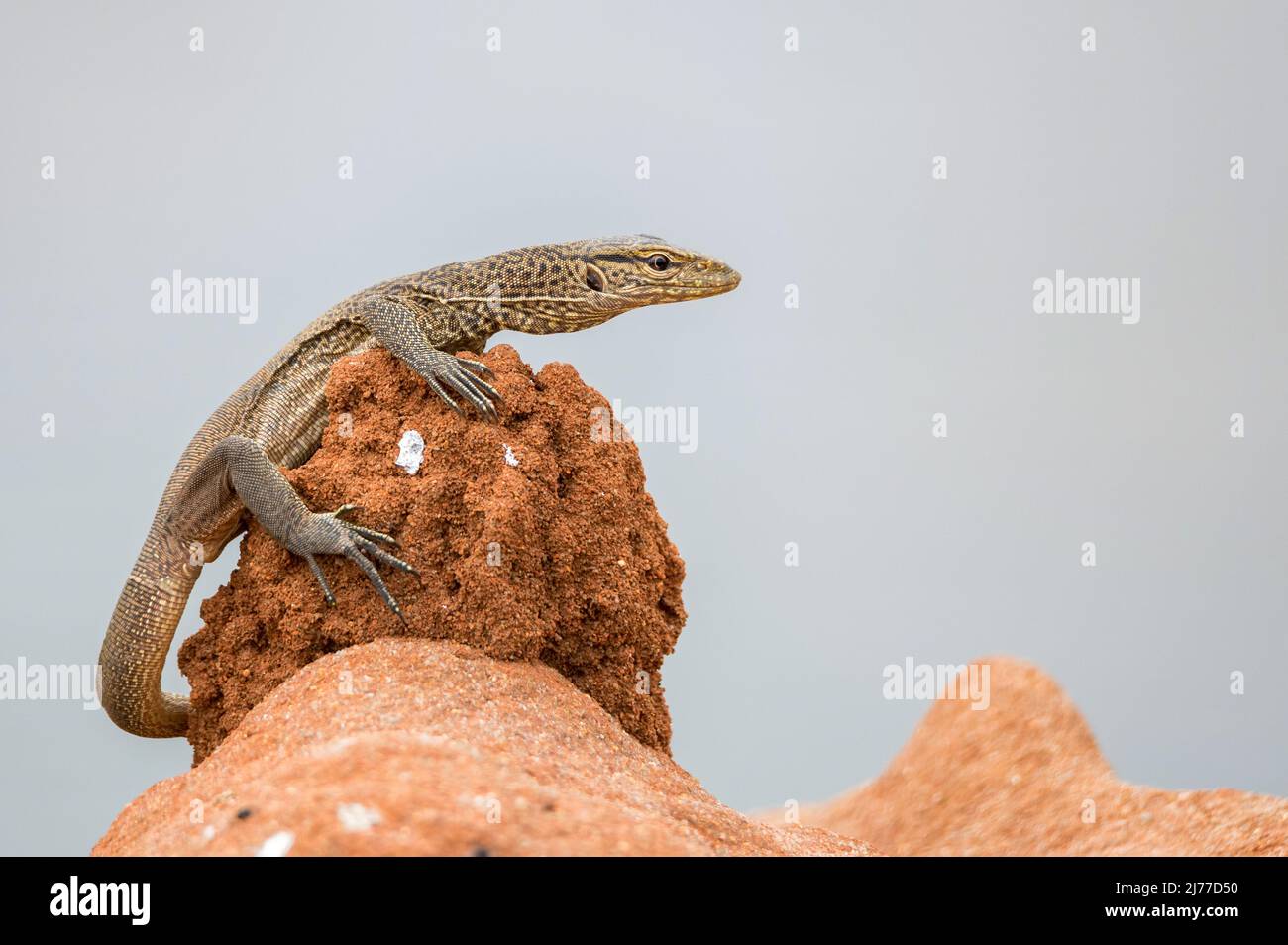Bengal monitor or Varanus bengalensis or common Indian monitor on a ...