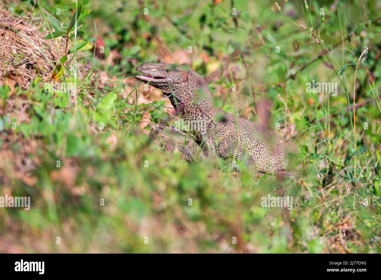Couple of Bengal monitor or Varanus bengalensis or common Indian ...