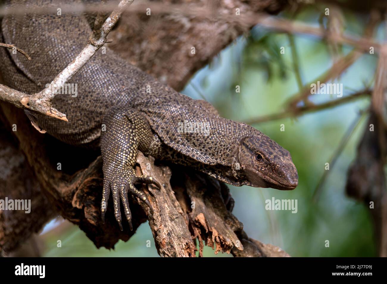 Bengal monitor or Varanus bengalensis or common Indian monitor on a ...