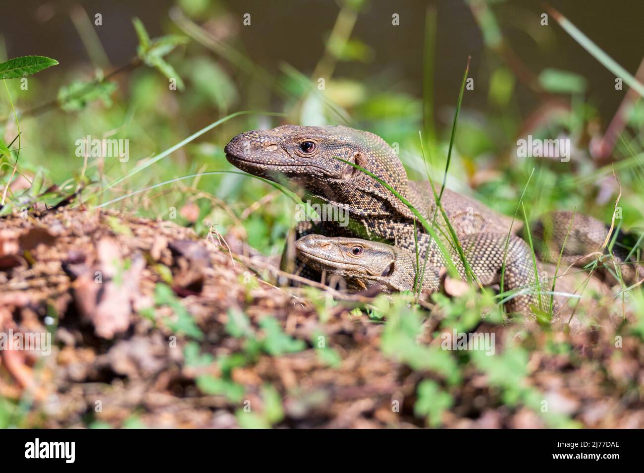 Couple of Bengal monitor or Varanus bengalensis or common Indian ...