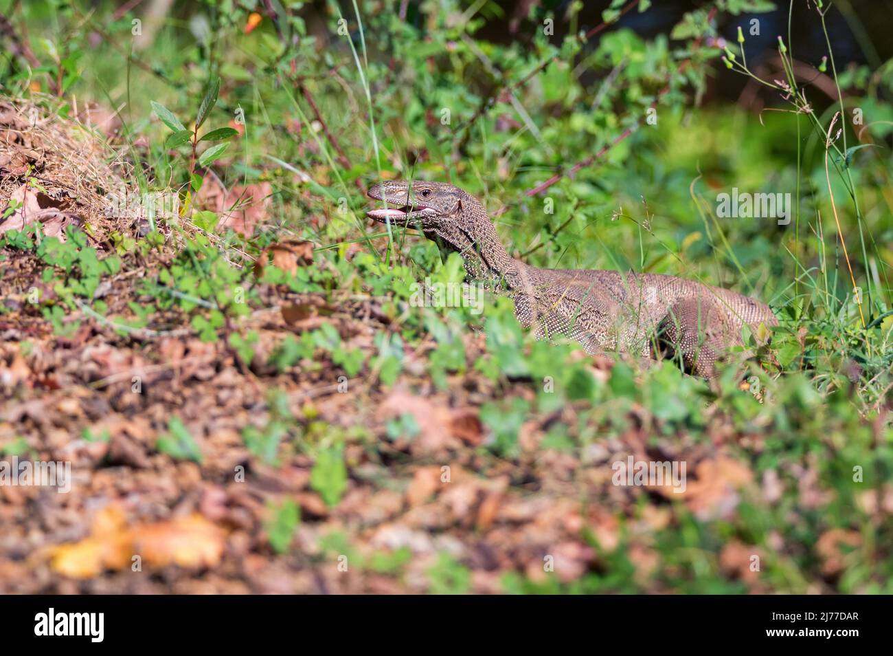Couple of Bengal monitor or Varanus bengalensis or common Indian ...