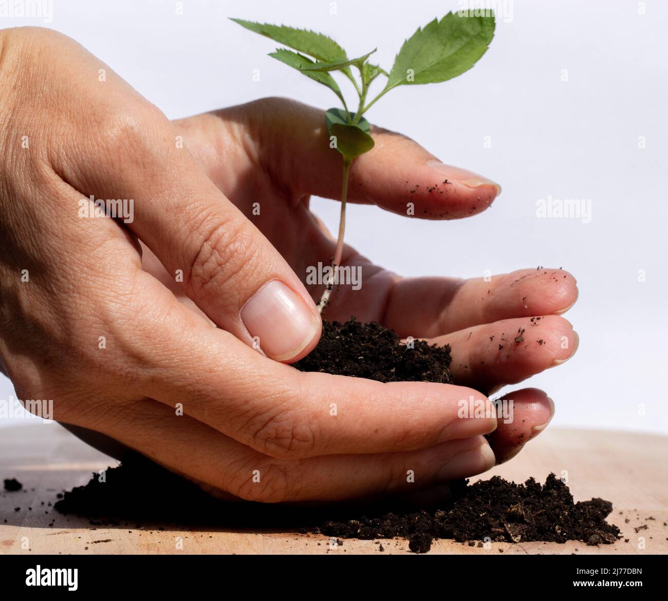 Planting a small apple tree with my own hands Stock Photo - Alamy