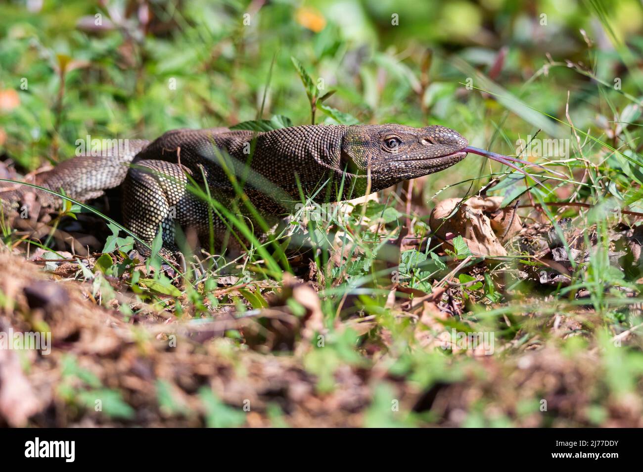 Bengal monitor or Varanus bengalensis or common Indian monitor showing ...