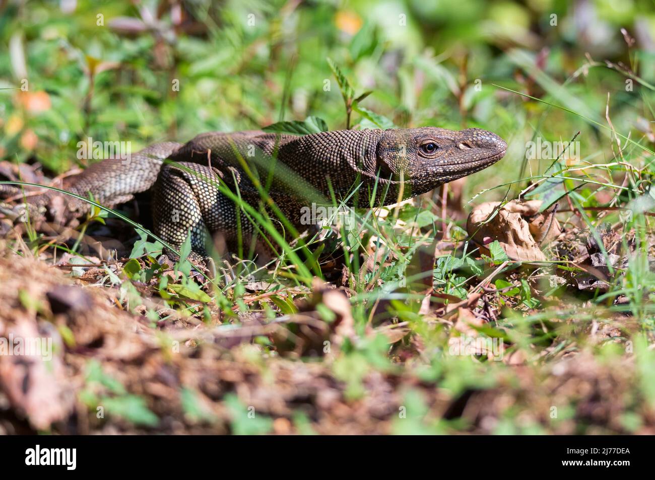Bengal monitor or Varanus bengalensis or common Indian monitor on ...