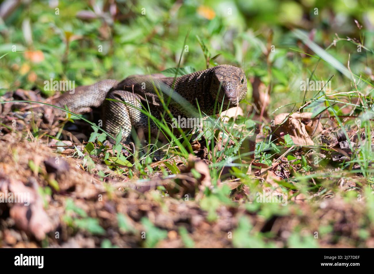 Bengal monitor or Varanus bengalensis or common Indian monitor on ...