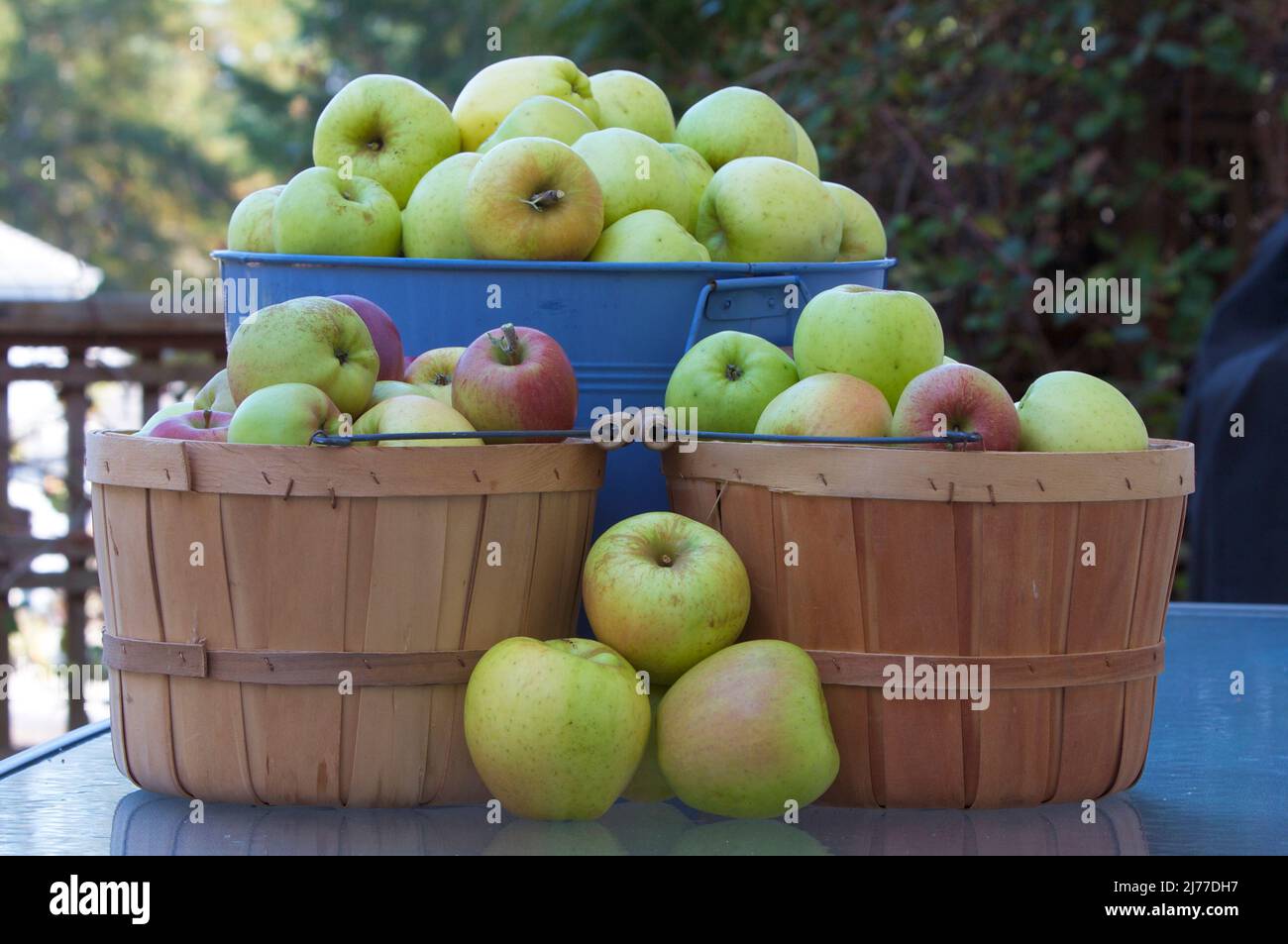 Baskets and tub full of freshly picked ripe green heirloom apples from a late summer home garden ...