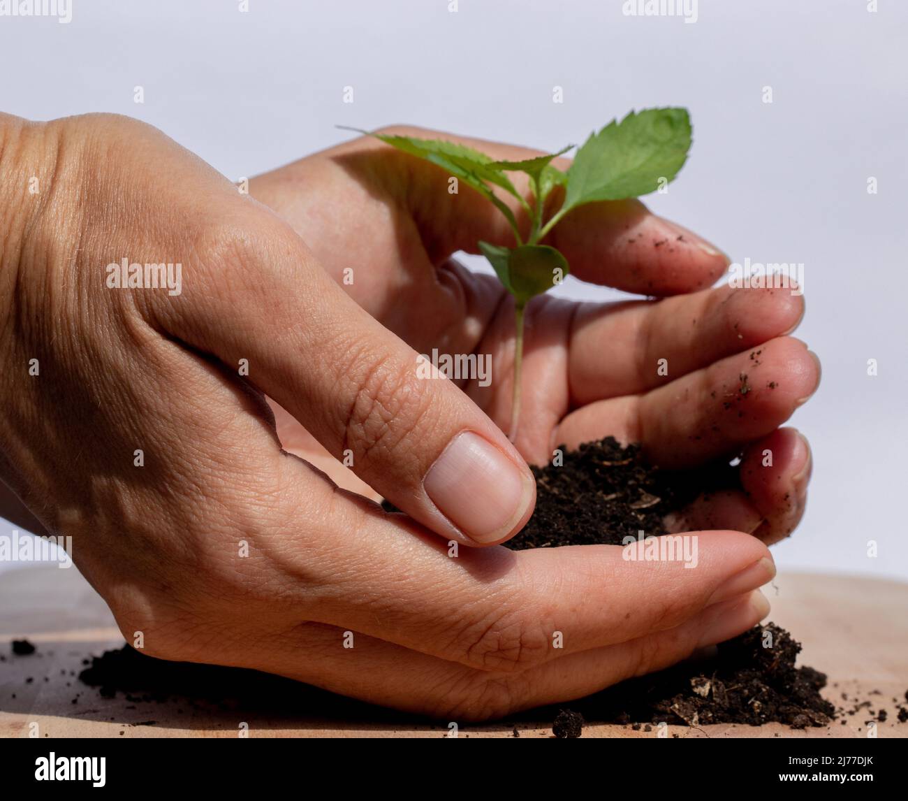 Planting a small apple tree with my own hands Stock Photo - Alamy