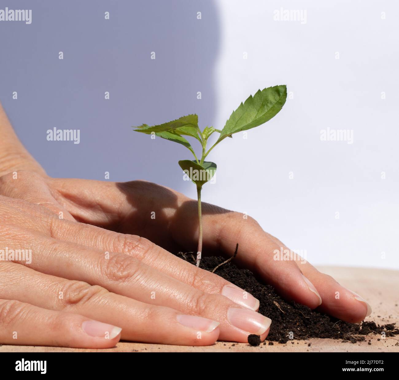 Planting a small apple tree with my own hands Stock Photo - Alamy