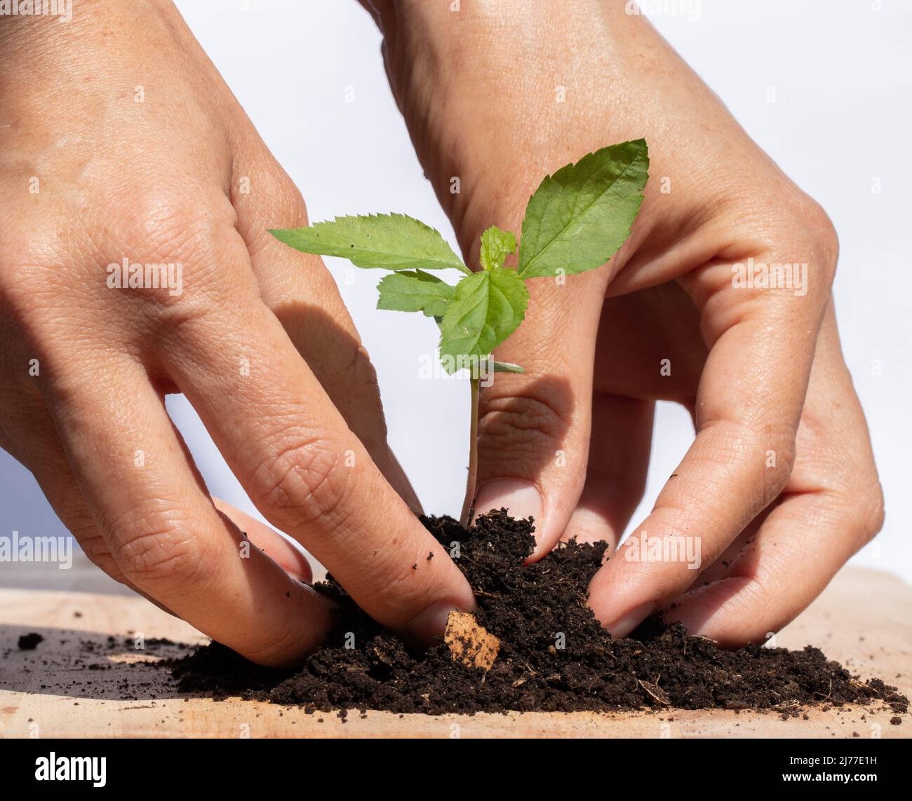 Planting a small apple tree with my own hands Stock Photo - Alamy