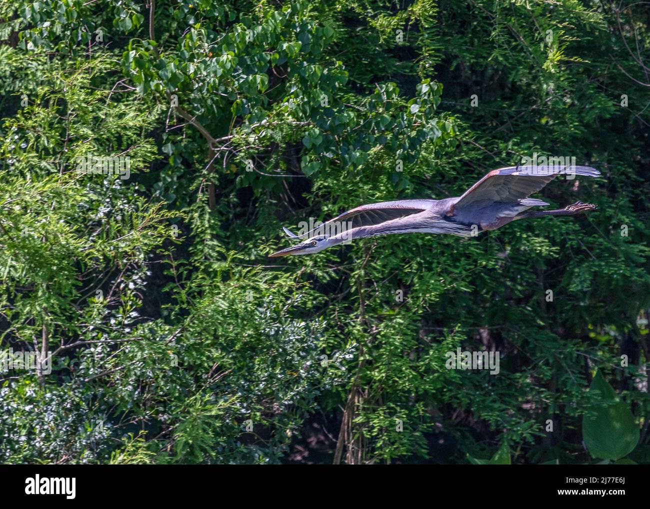 Great Blue heron flying over the marsh at Sweetwater wetlands park ...