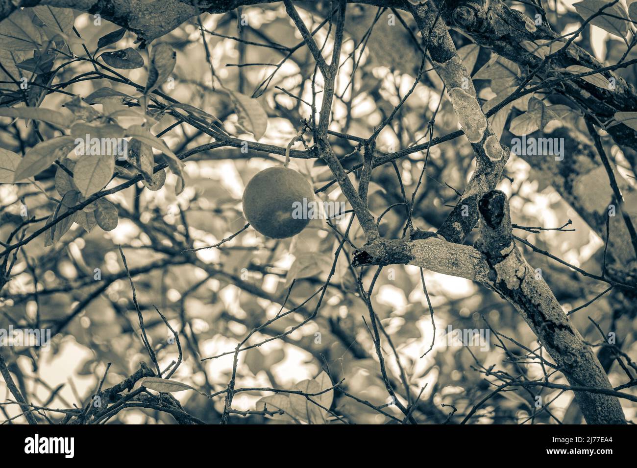 Old black and white picture of a tropical natural jungle forest plants ...