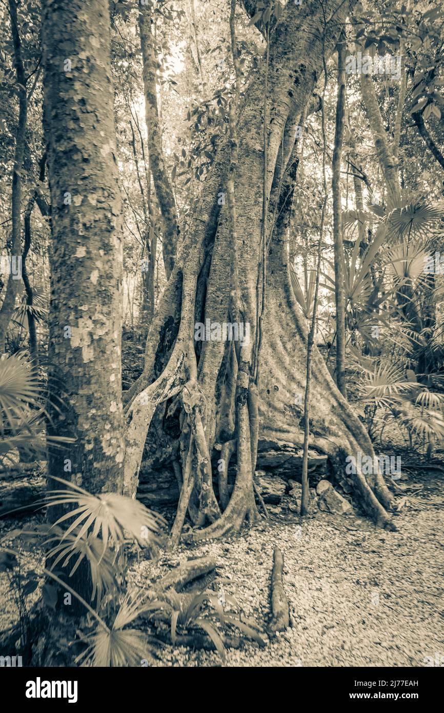 Old black and white picture of tropical natural jungle forest plants ...