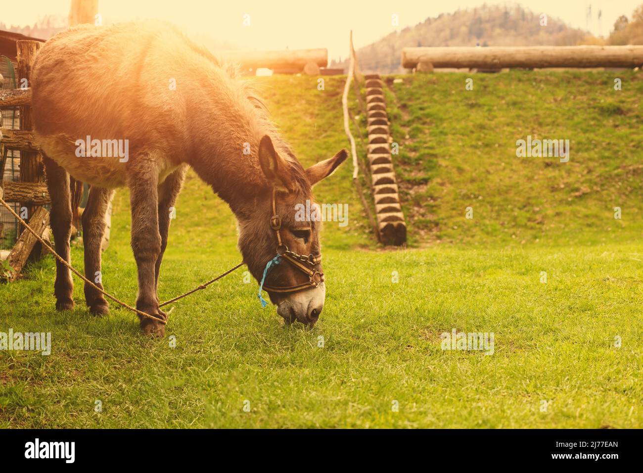Donkey on animal farm.Spring season. High quality photo Stock Photo - Alamy