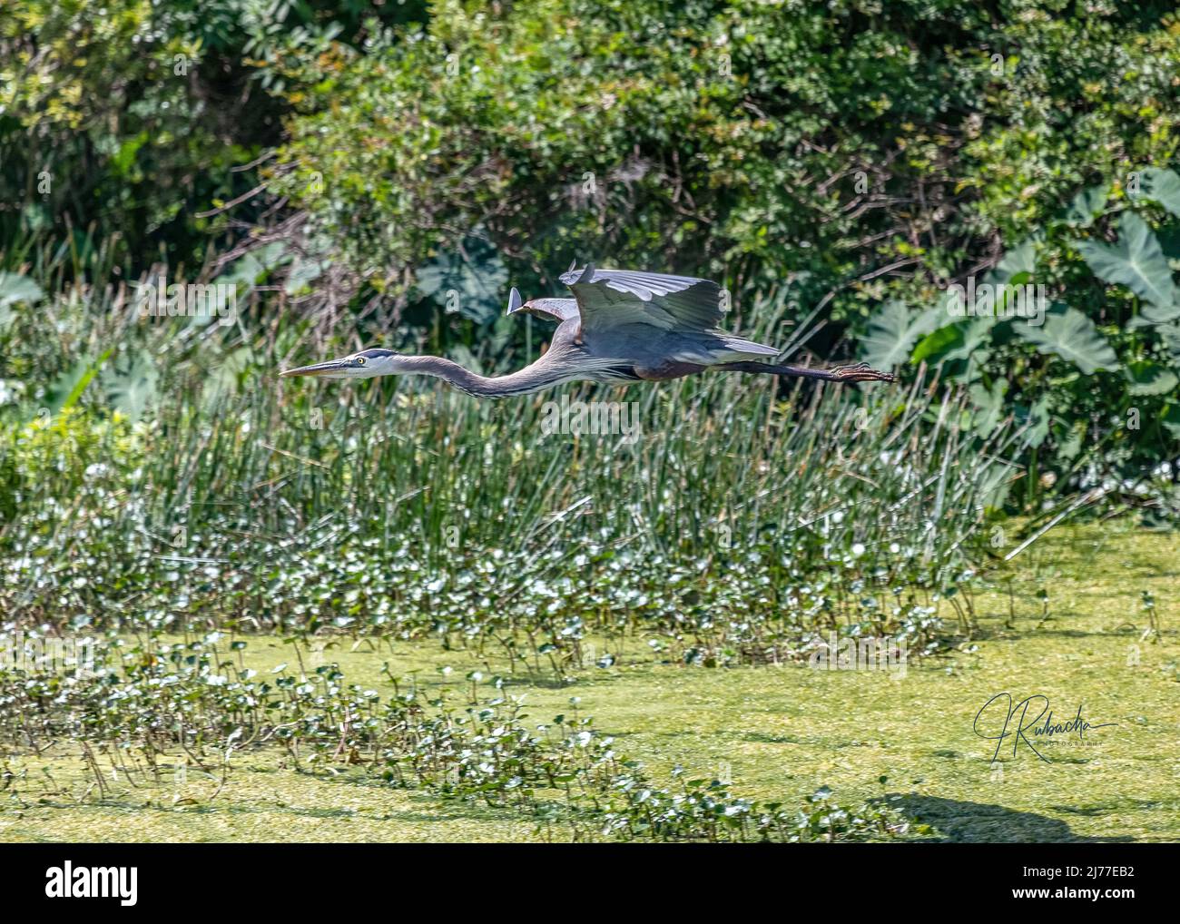 Great Blue heron flying over the marsh at Sweetwater wetlands park ...
