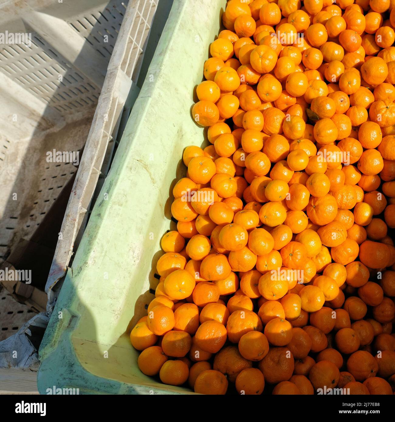 Citrus x deliciosa hi-res stock photography and images - Alamy