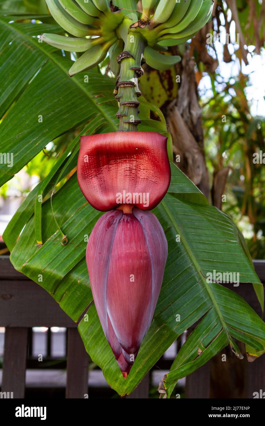 Red banana tree hi-res stock photography and images - Alamy