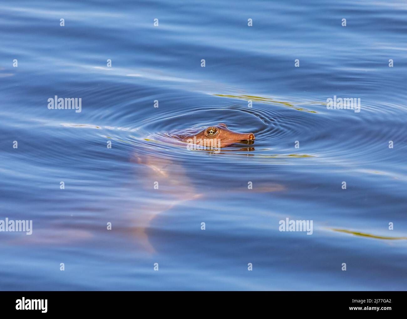 Sweetwater river hi-res stock photography and images - Alamy