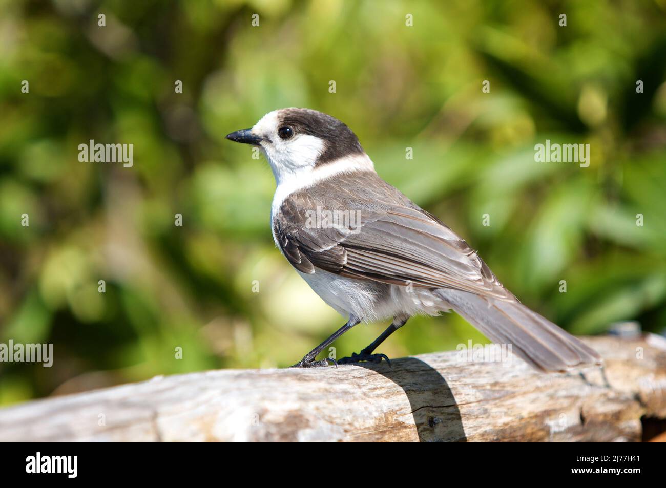 Canada jay perisoreus canadensis hi-res stock photography and images ...