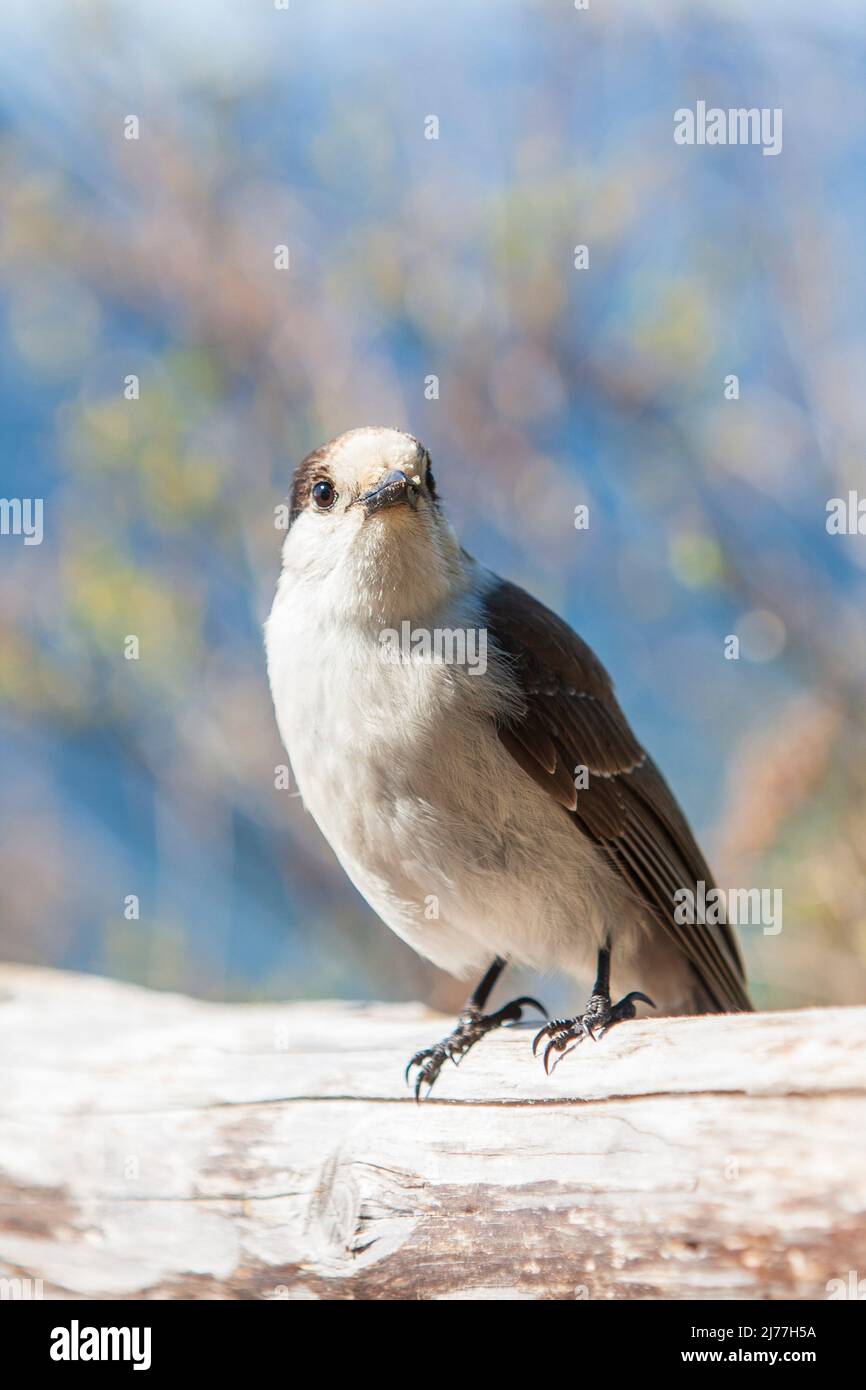 A Canada Jay (Perisoreus canadensis) looking at the camera on a sunny ...