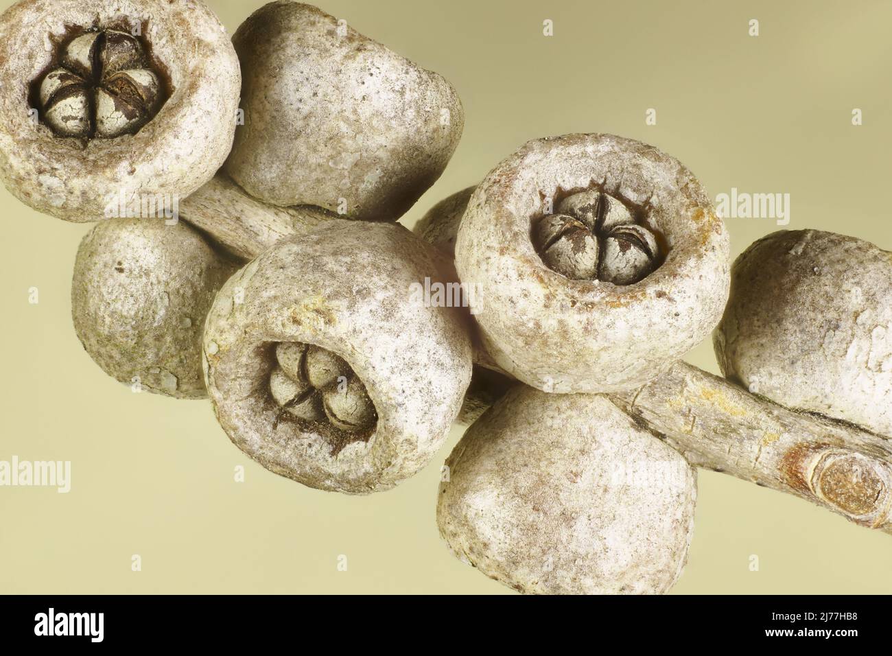 Isolated cluster of Bottlebrush (Callistemon) fruit on stem. Australian ...
