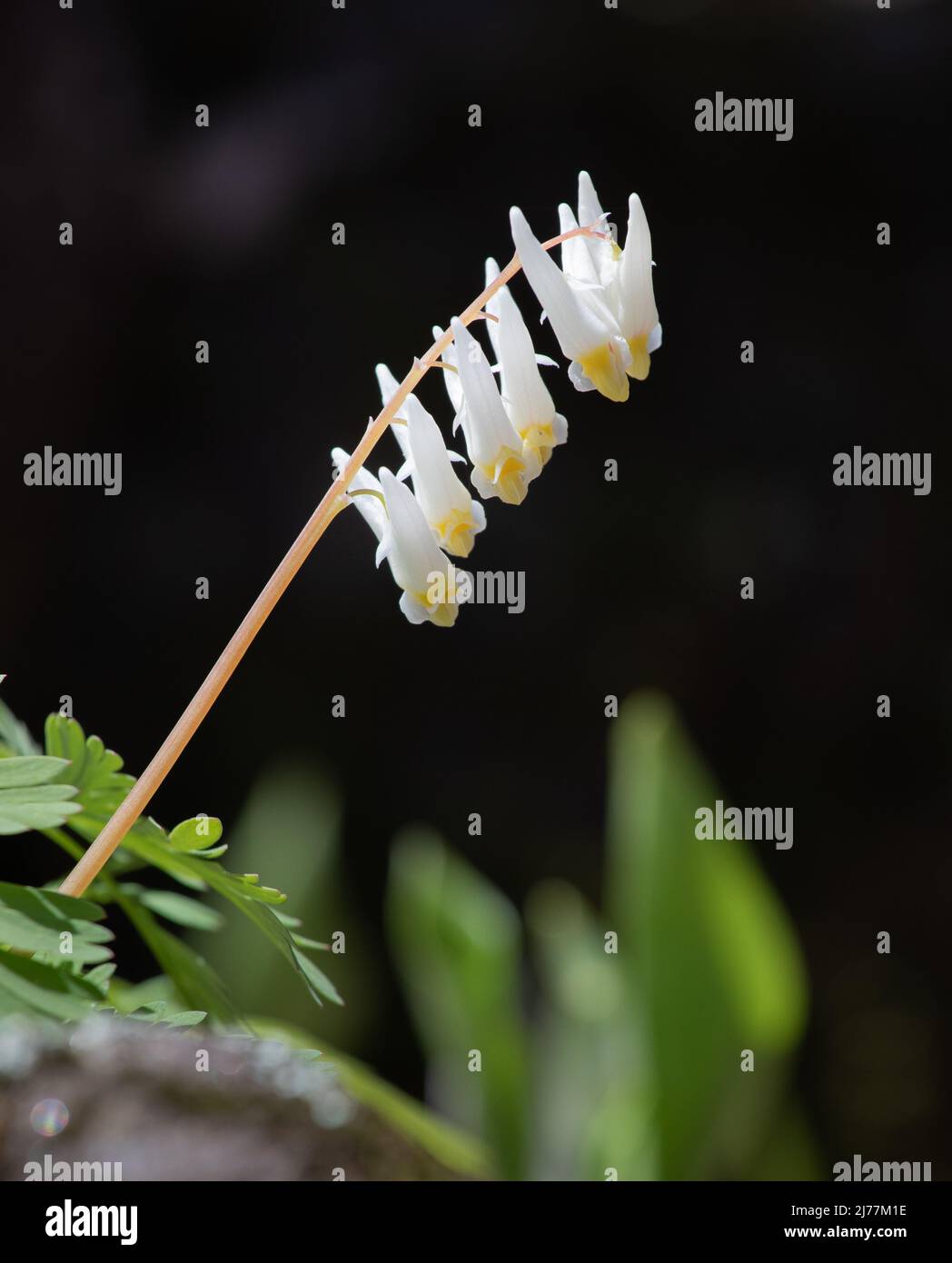Dutchman Breeches wildflower (Dicentra cucullaria Stock Photo - Alamy