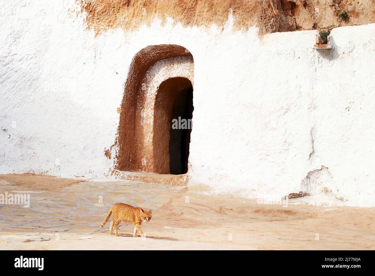 A cat in a troglodyte village in Tunisia Stock Photo - Alamy