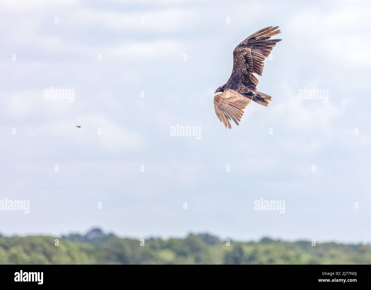 Turkey vulture swooping low over the trails at Sweetwater wetlands park ...